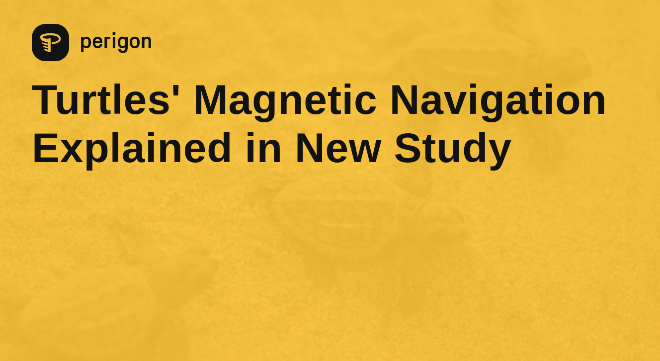 Turtles' Magnetic Navigation Explained in New Study | Perigon