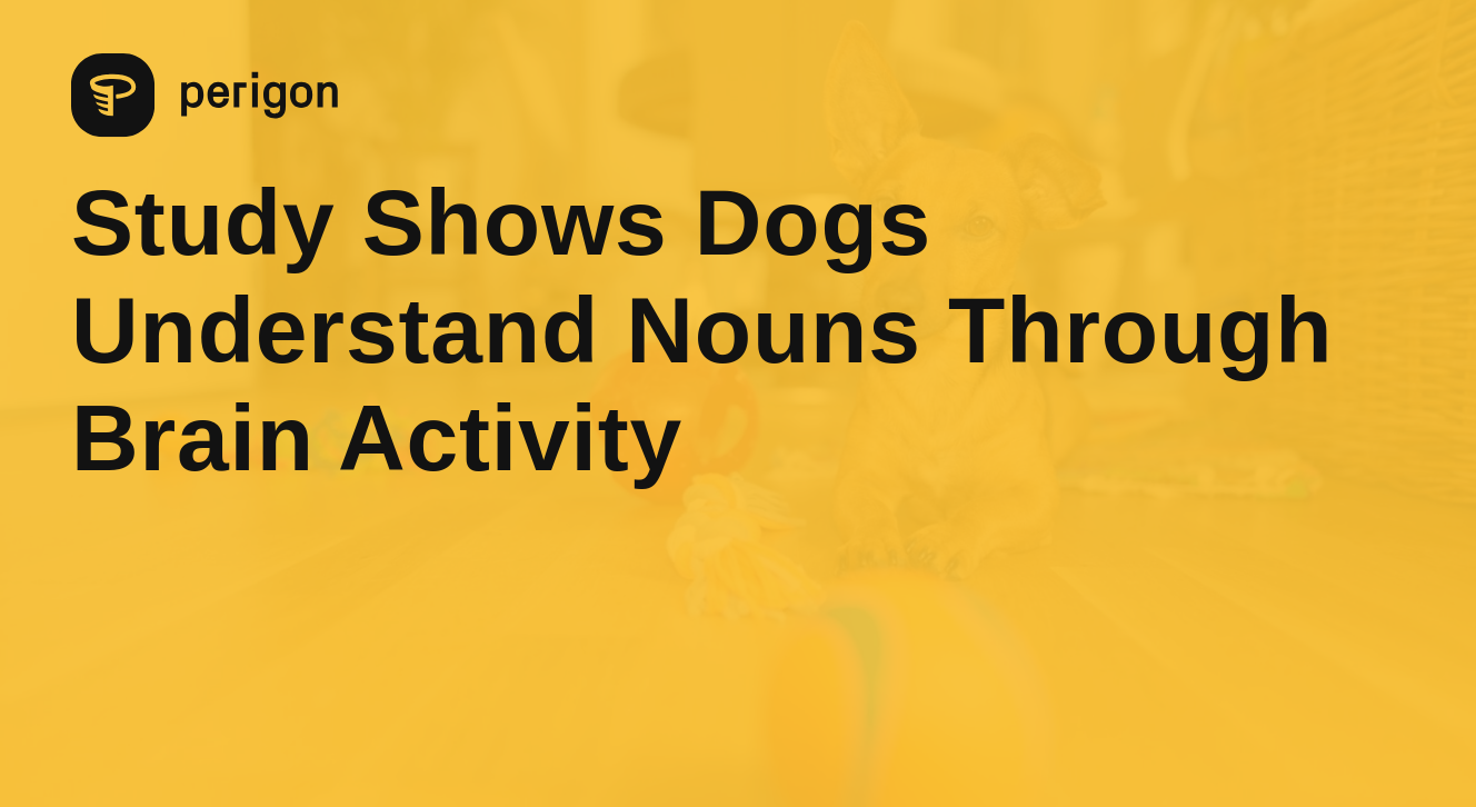 Study Shows Dogs Understand Nouns Through Brain Activity | Perigon