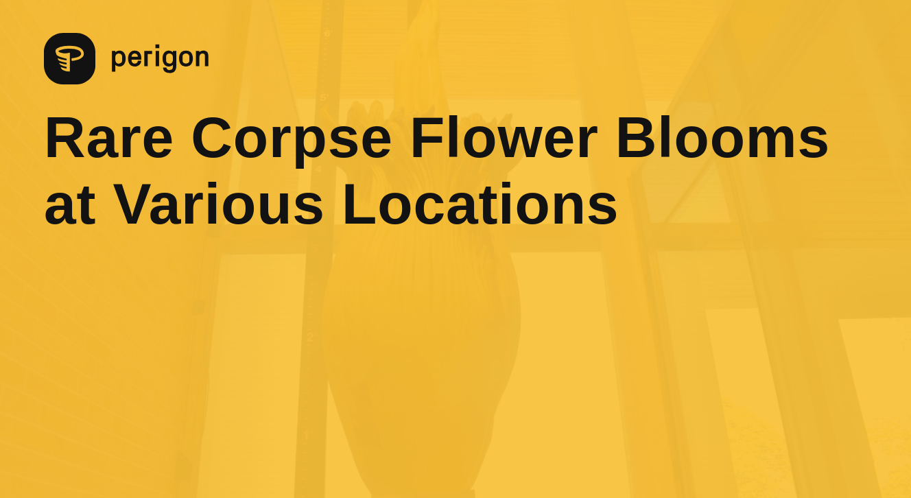 Rare Corpse Flower Blooms at Various Locations | Perigon